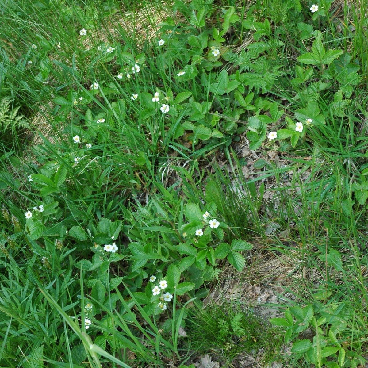 Smultron - Pratensis