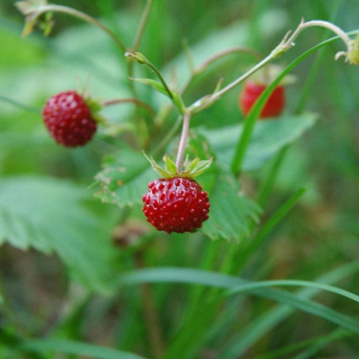 Smultron - Pratensis